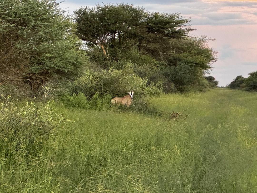 Hochfeld guide: Property, Estate Agents & News | MyProperty Namibia