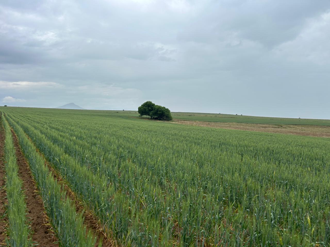 For Sale: Zastron Rural Farm with irrigation, grazing camps, and solar ...