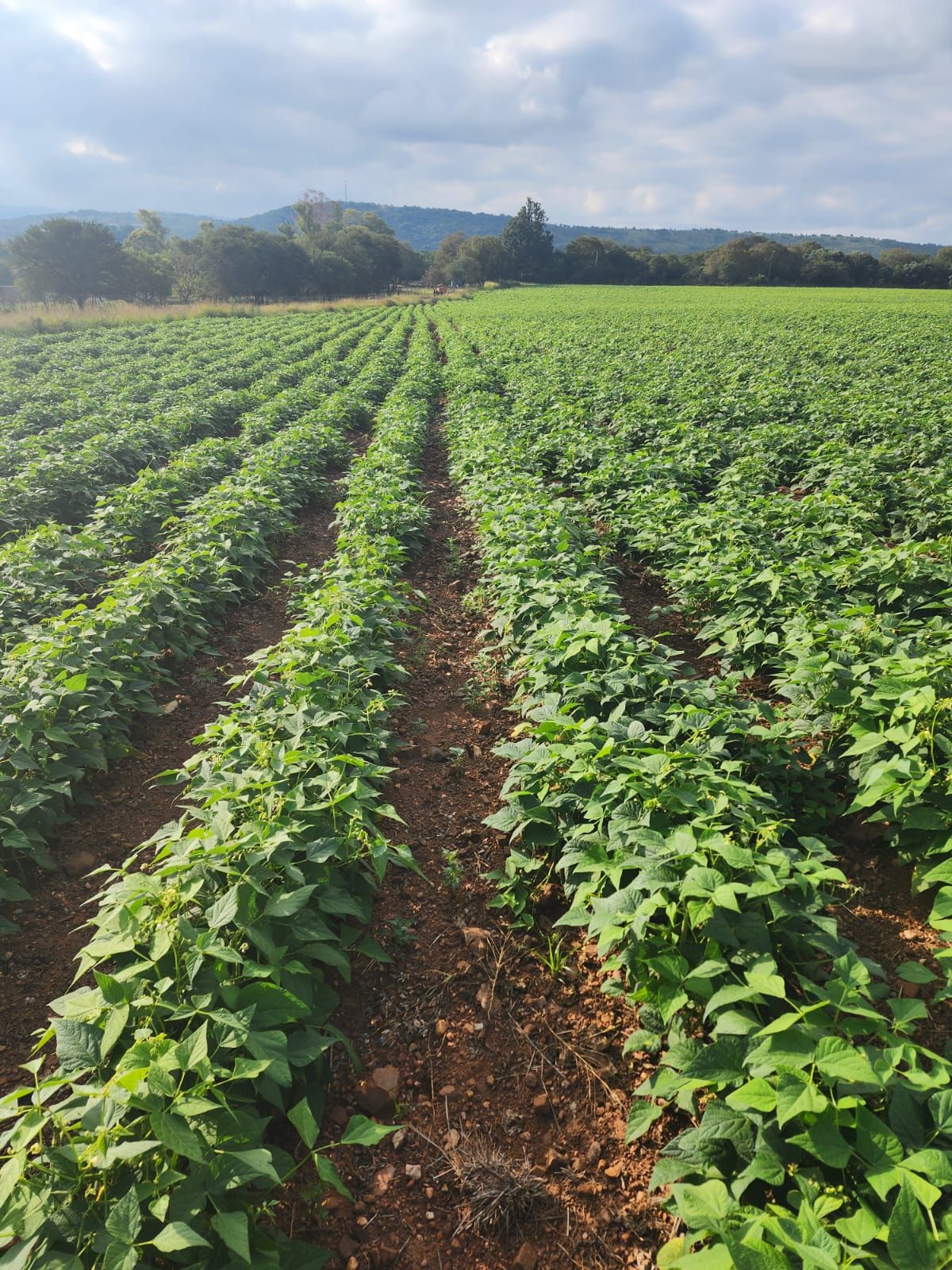 19ha Farm in Magaliesburg For Sale: Abundant water, eco-tourism ...